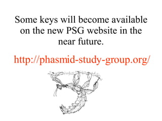 Naming Phasmids | PPT