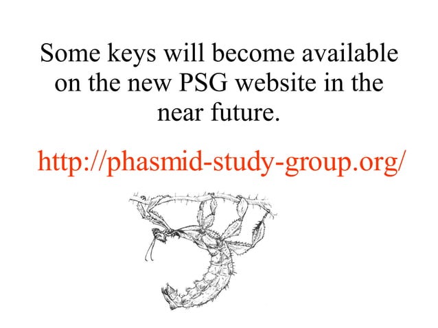 Naming Phasmids | PPT