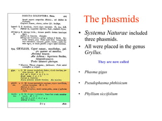 Naming Phasmids | PPT