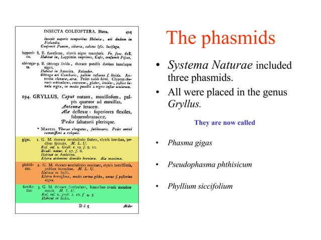 Naming Phasmids | PPT