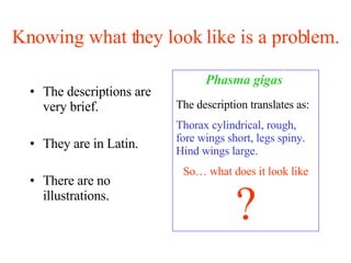 Naming Phasmids | PPT