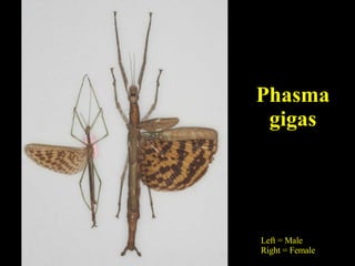 Naming Phasmids | PPT