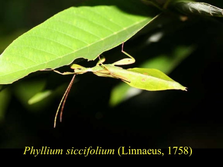 Naming Phasmids