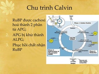 Bài giảng Powerpoint về Pha tối quang hợp | PPT