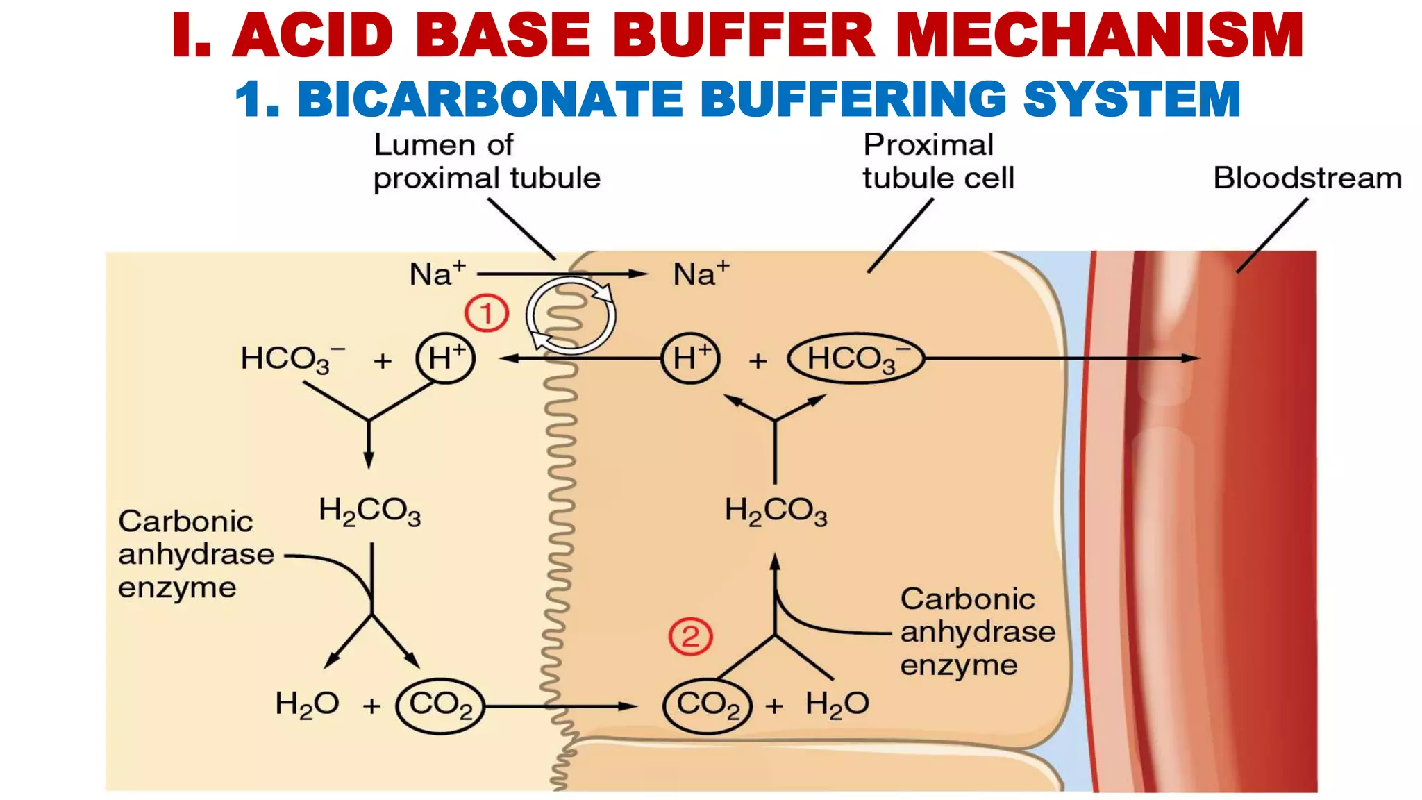 Ph & Buffer systemby dr ambareeshapptx | PPT