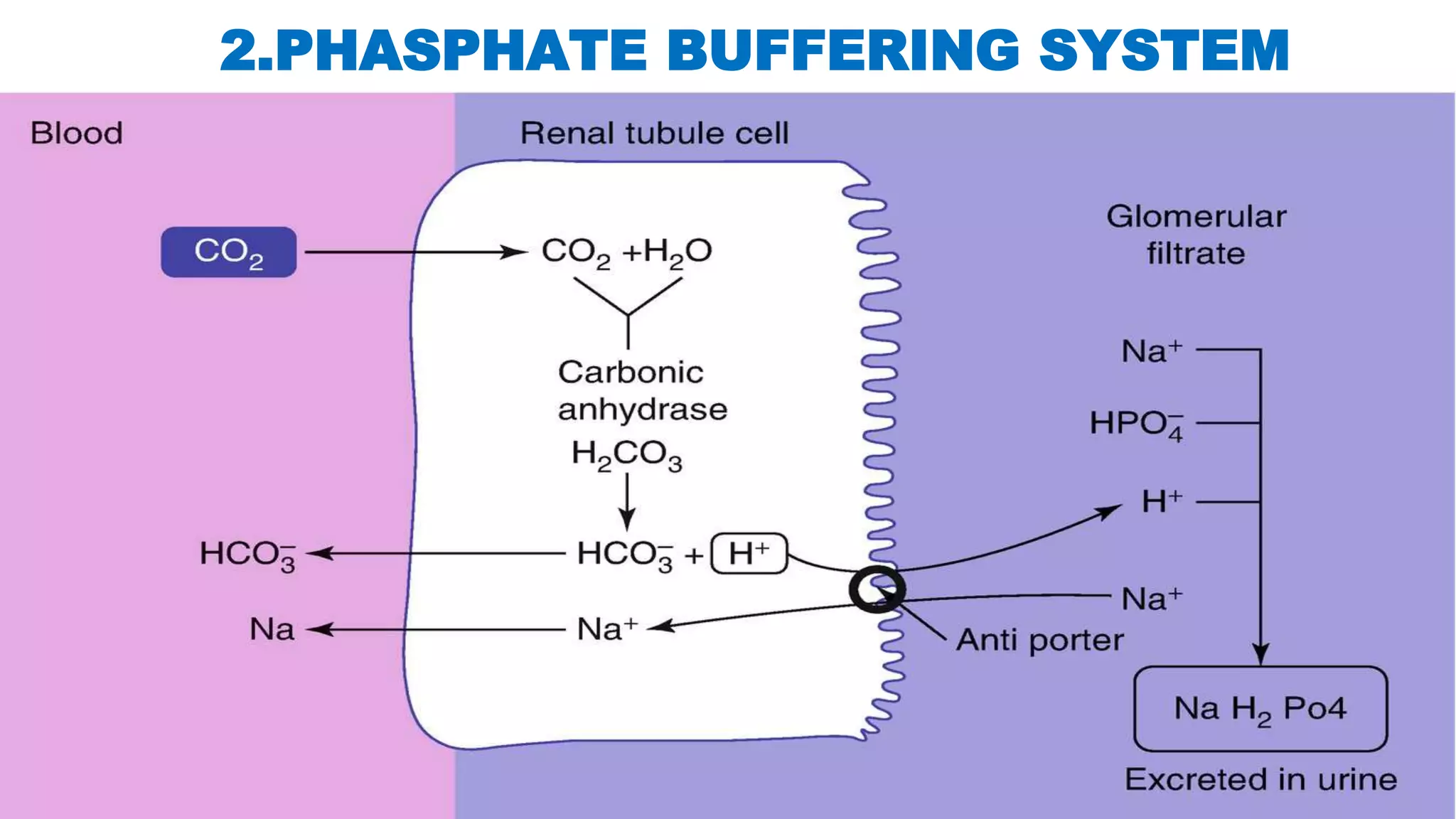 Ph & Buffer systemby dr ambareeshapptx | PPTX