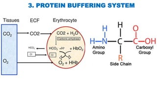 Ph & Buffer systemby dr ambareeshapptx | PPT