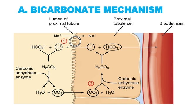 Ph & Buffer systemby dr ambareeshapptx | PPT