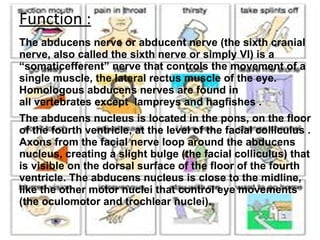 cranial nerves | PPT