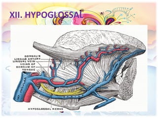 cranial nerves | PPT