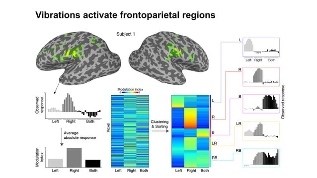 Phd Thesis Bimanual Touch And Cortical Encoding Models Of Sensory Cue Integration Ppt