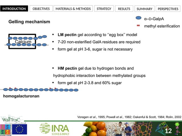 Citrus Pectin Structure, Dr. Merve Kaya. | PPTX