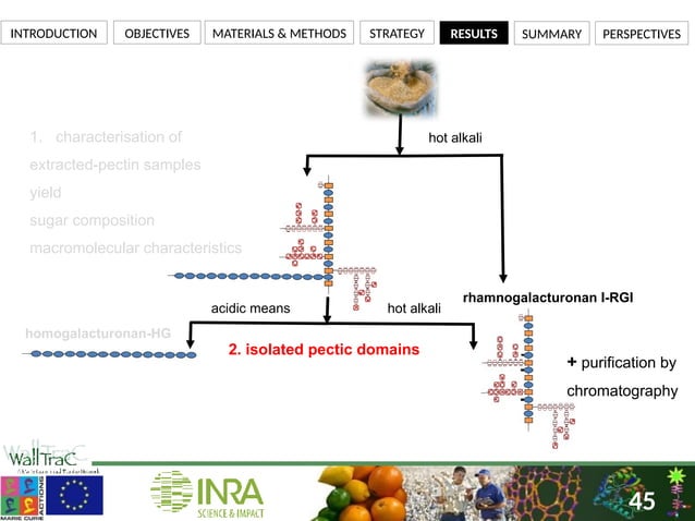 Citrus Pectin Structure, Dr. Merve Kaya. | PPTX