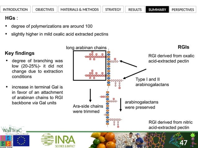 Citrus Pectin Structure, Dr. Merve Kaya. | PPTX
