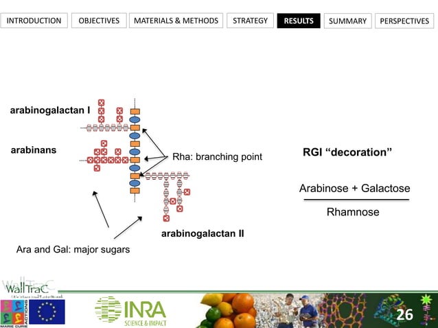 Dr. Merve Kaya- Structure of Citrus Pectine | PPT