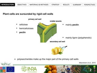 Dr. Merve Kaya- Structure of Citrus Pectine | PPTX