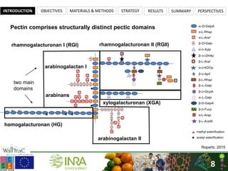 Dr. Merve Kaya- Structure of Citrus Pectine | PPTX