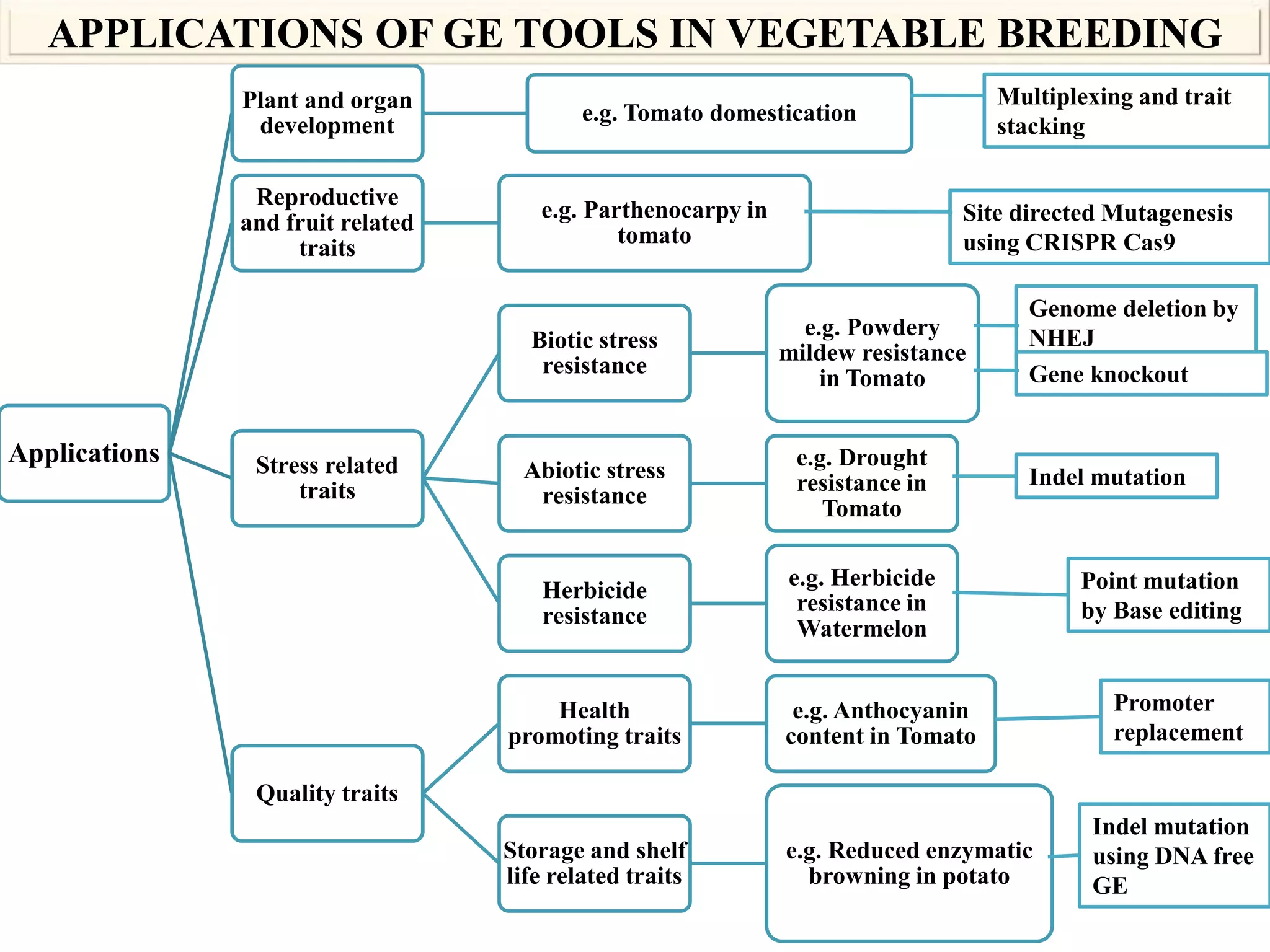 Applications and potential of genome editing tools in vegetable ...
