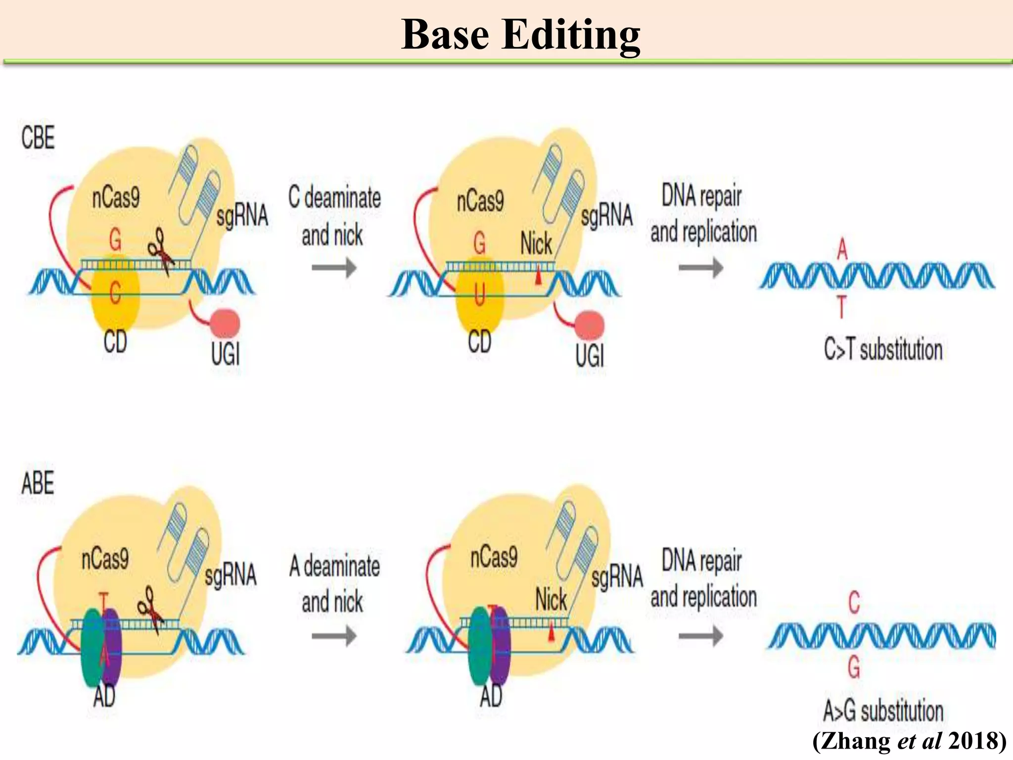 Applications and potential of genome editing tools in vegetable ...