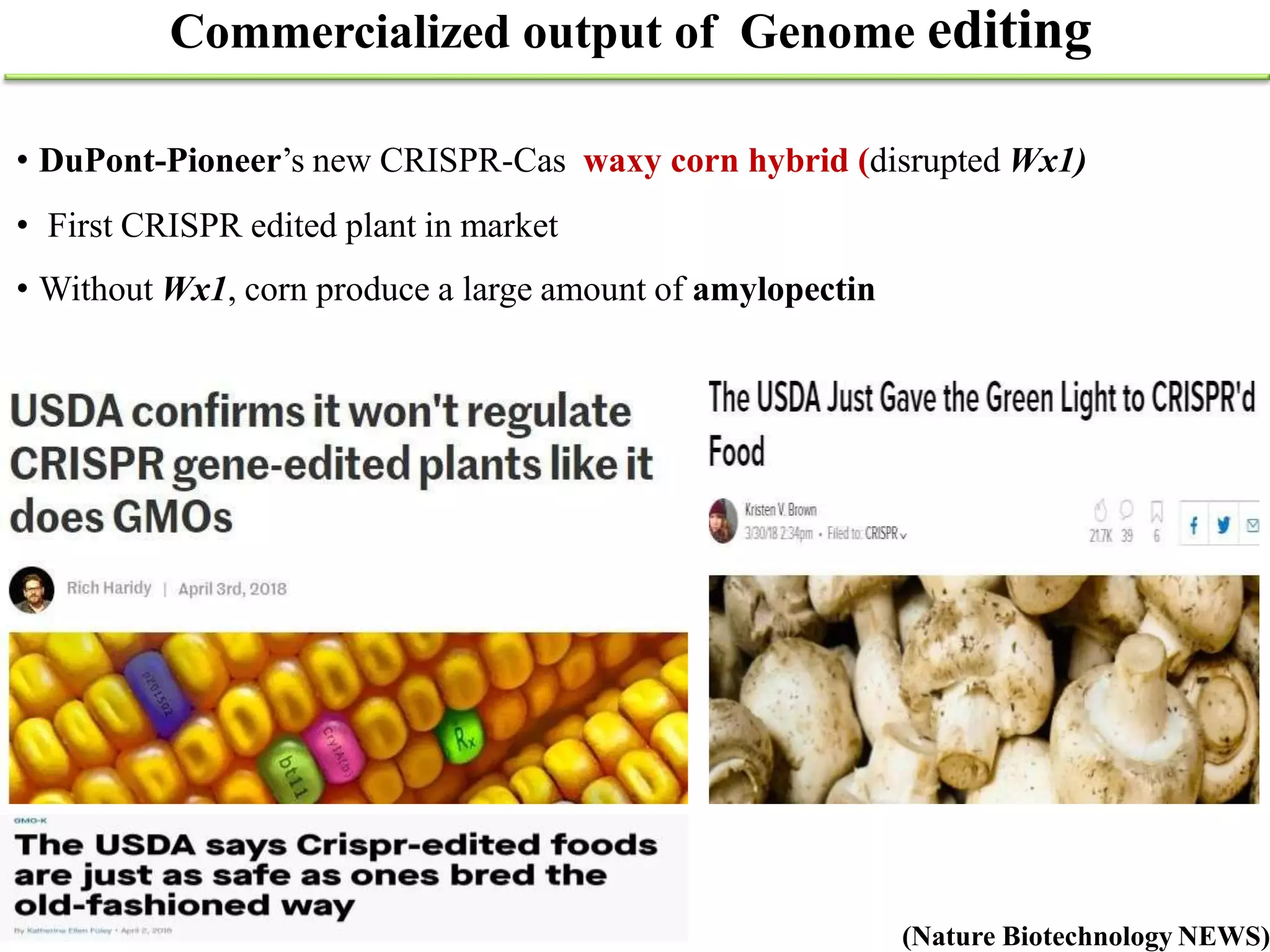 Applications and potential of genome editing tools in vegetable ...