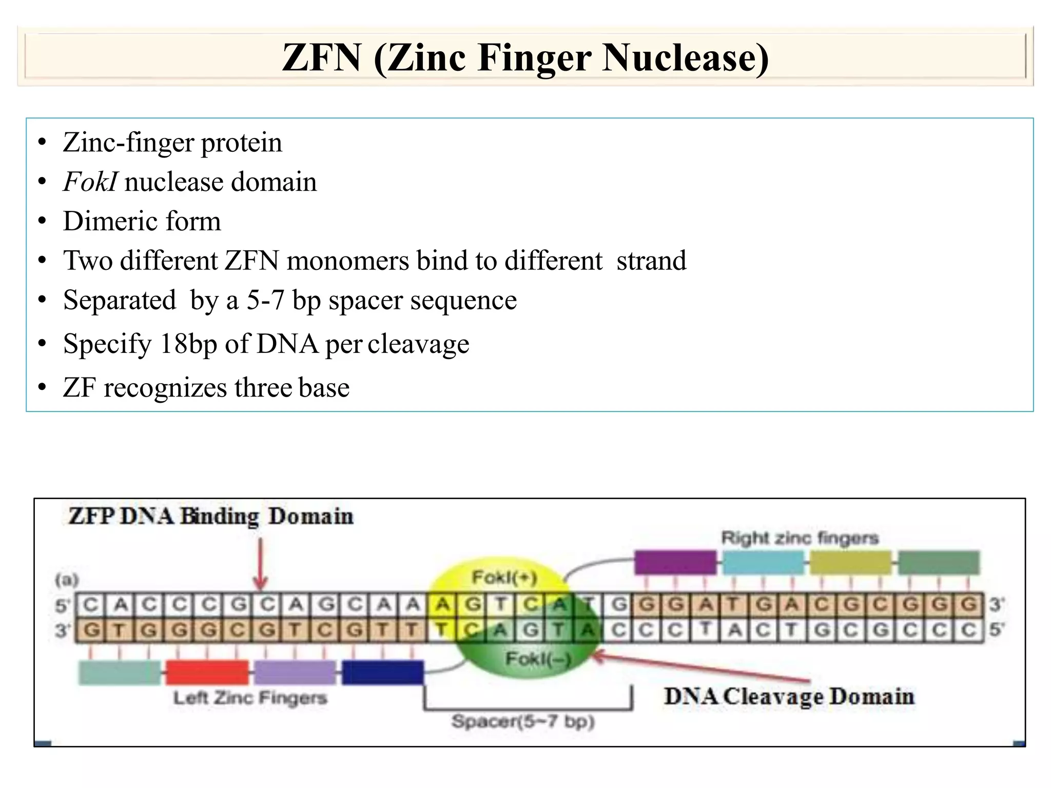 Applications and potential of genome editing tools in vegetable ...