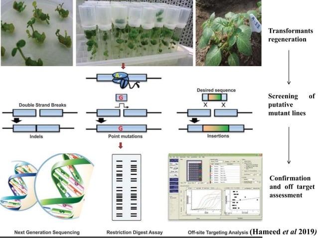 Applications and potential of genome editing tools in vegetable ...