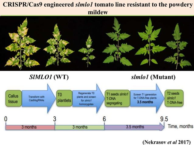 Applications and potential of genome editing tools in vegetable ...