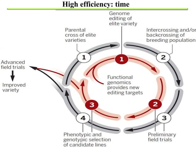 Applications and potential of genome editing tools in vegetable ...