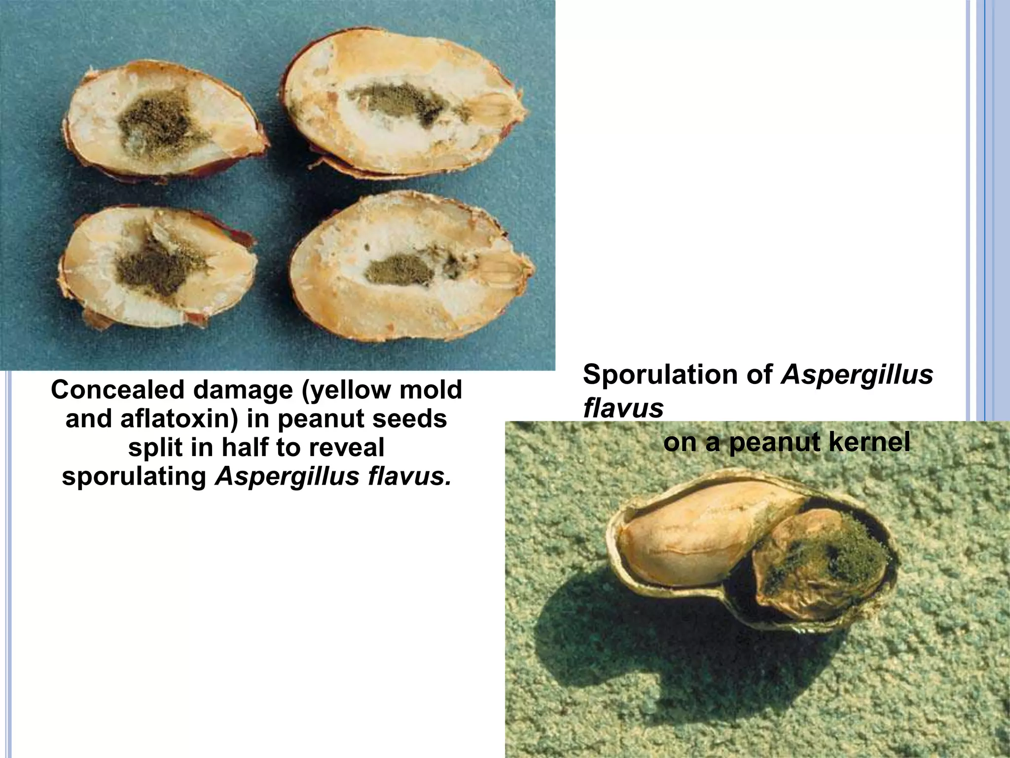 Post Harvest disease symptoms | PPTX