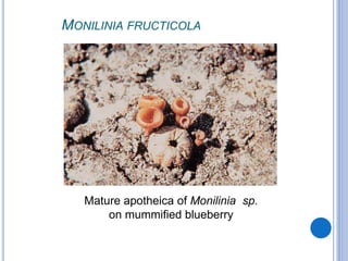 Post Harvest disease symptoms | PPTX