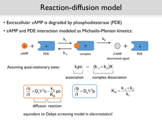 Igor Segota: PhD thesis presentation | PPTX