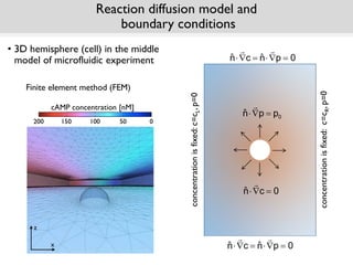 Igor Segota: PhD thesis presentation | PPTX