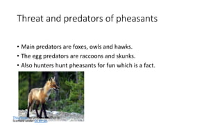 Pheasant's troubles | PPT