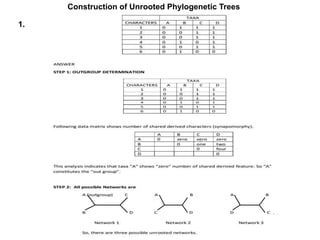 Phenetics explanation with examples B.Sc level | PPT
