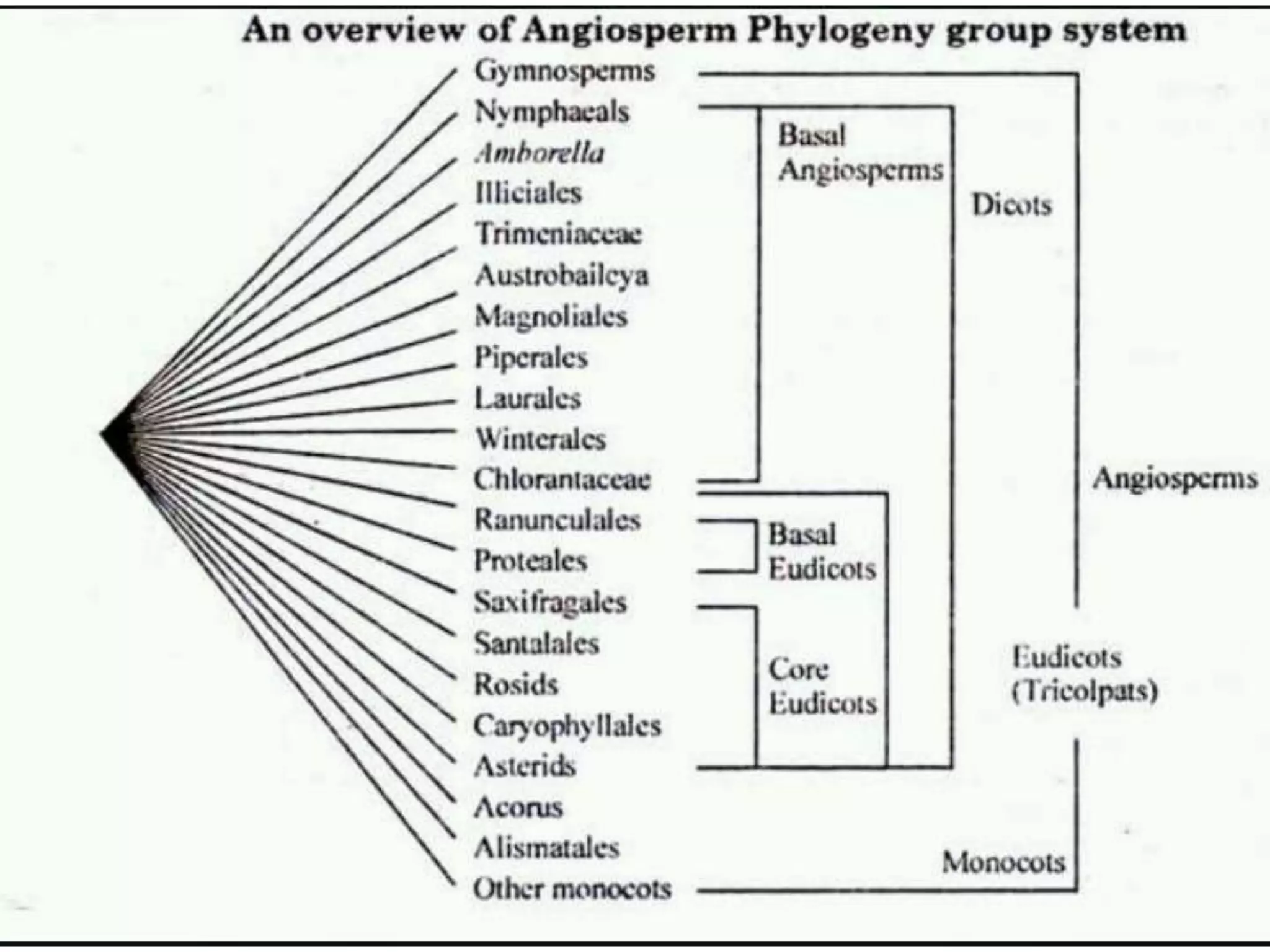 Phenetic versus phylogenetic systems | PPTX
