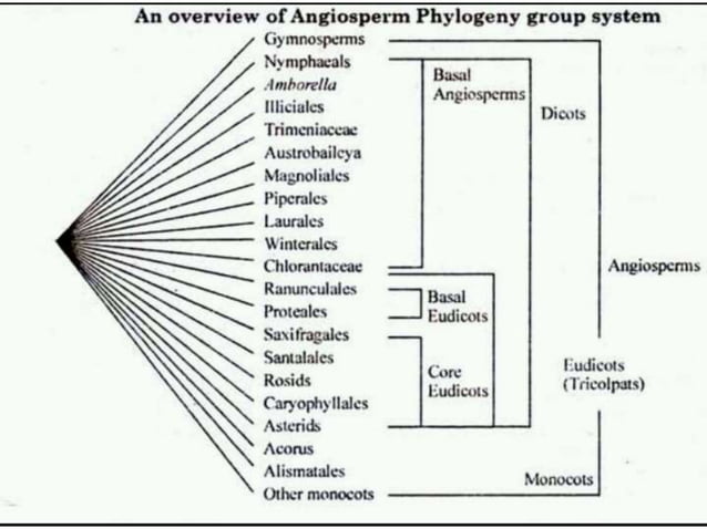 Phenetic versus phylogenetic systems | PPTX