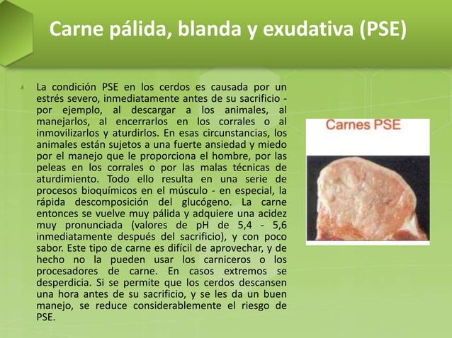 Ph en la carne | PPTX
