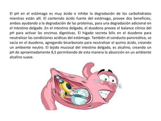 Ph en la digestion | PPTX
