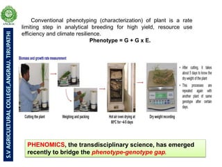 Phenomics in crop improvement | PPTX