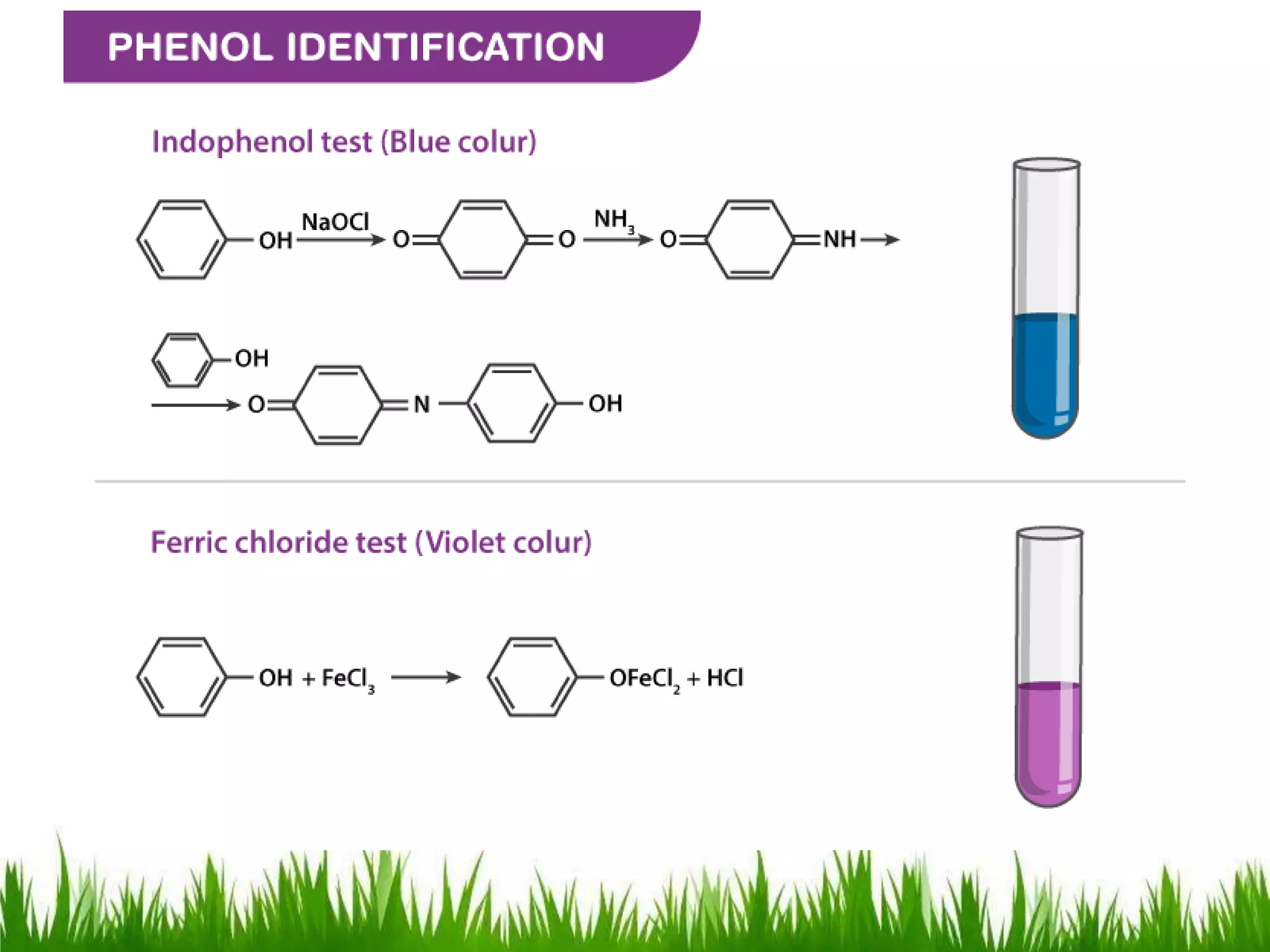 Phenols | PPTX