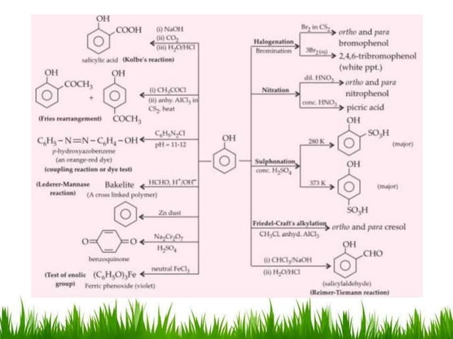 Phenols | PPTX | Chemistry | Science