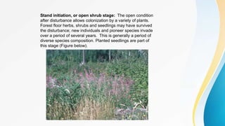 Phenomena of succession in forest 3.pptx