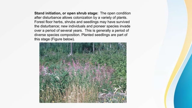Phenomena of succession in forest 3.pptx