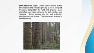 Phenomena of succession in forest 3.pptx