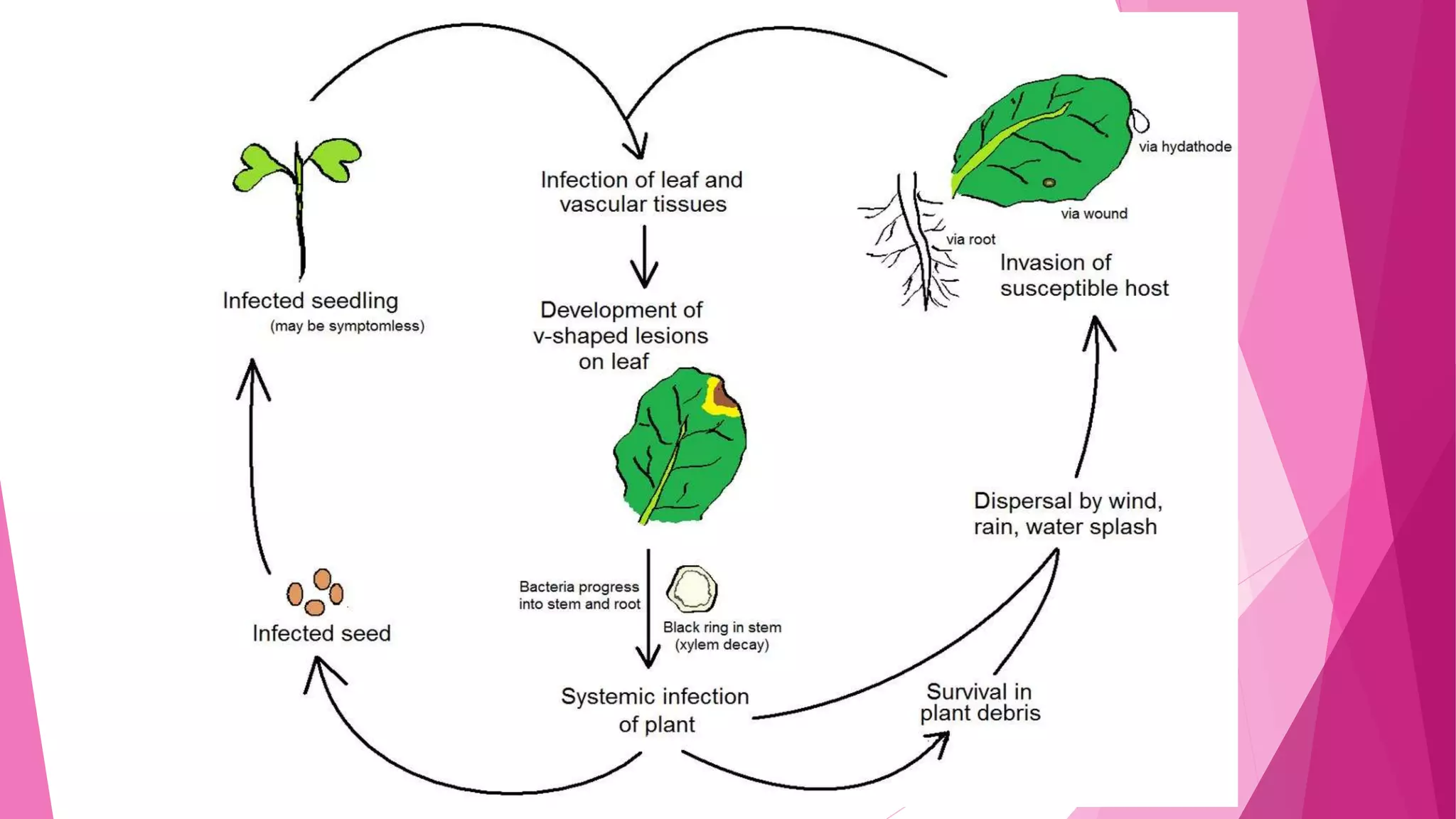 Phenomenon and factors of infection in plants | PPTX