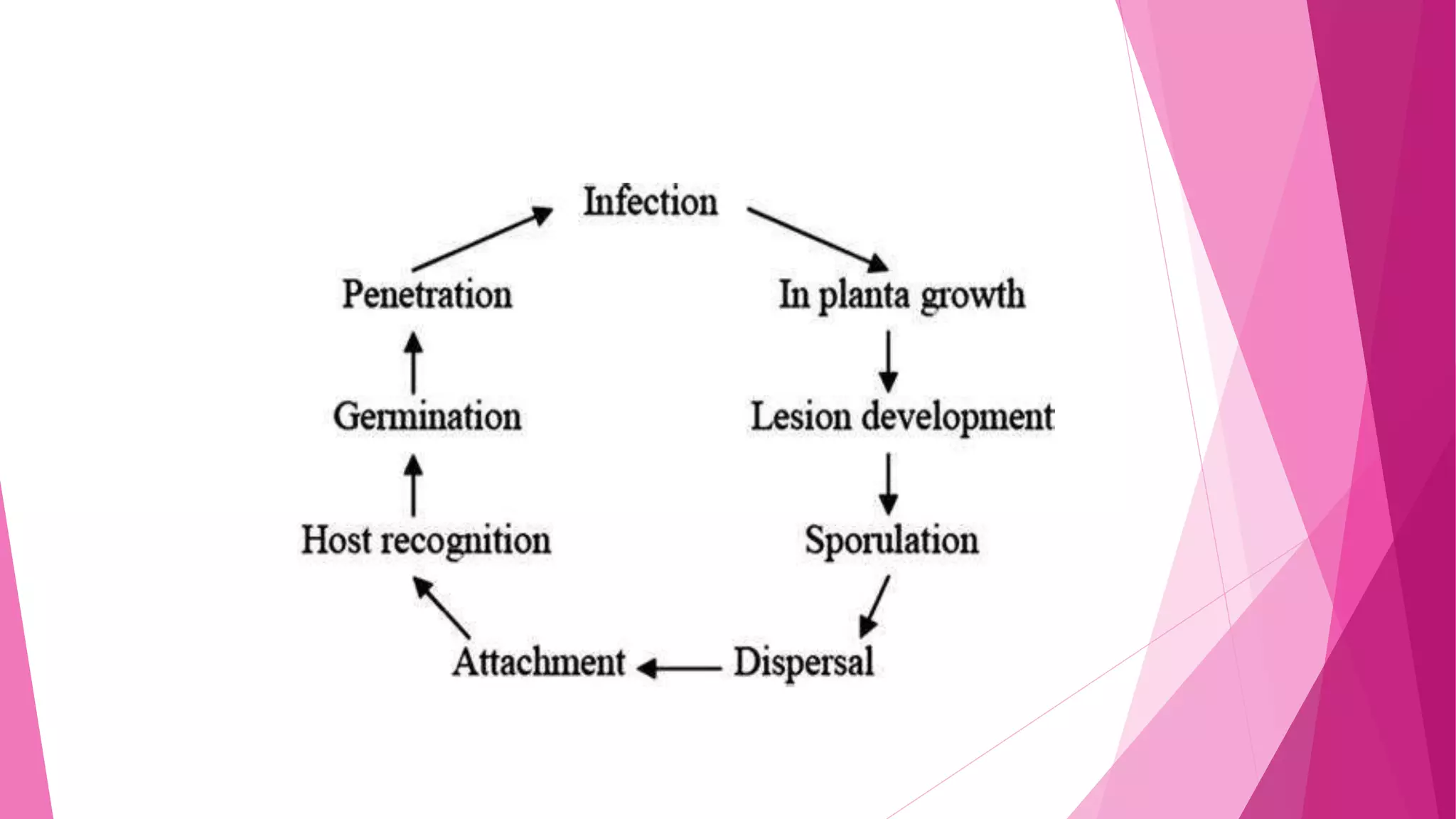 Phenomenon and factors of infection in plants | PPTX
