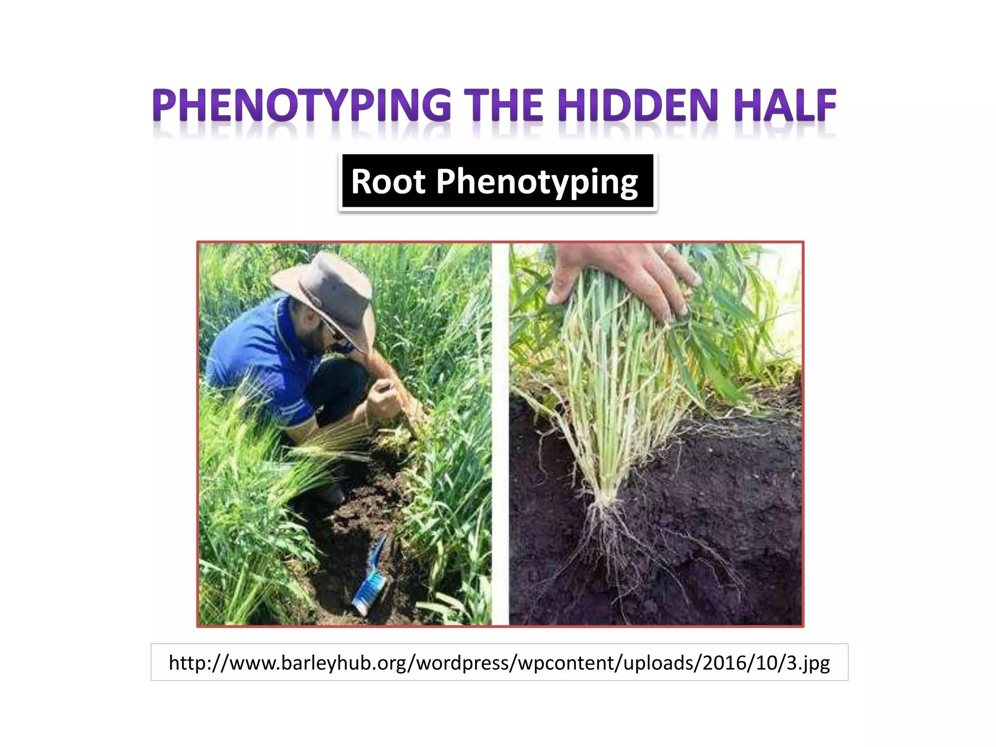 Plant Phenomics | PPTX