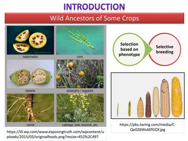 Plant Phenomics | PPTX | Agriculture | Industries