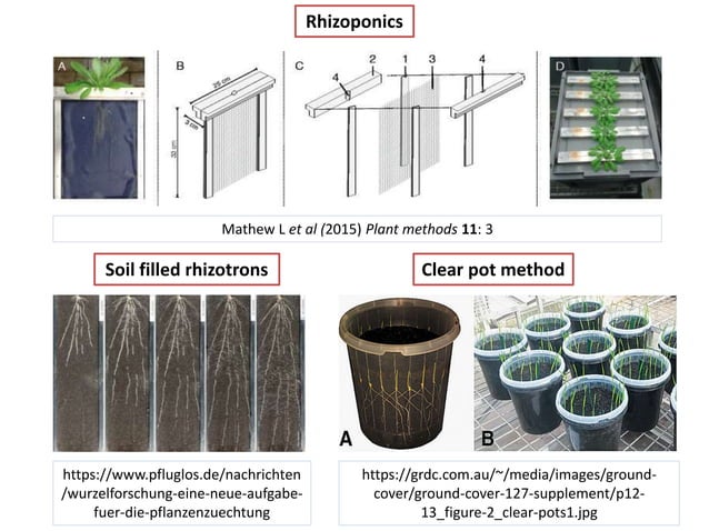 Plant Phenomics | PPTX | Agriculture | Industries