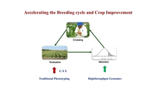 High throughput field phenotyping for plant breeding | PPTX
